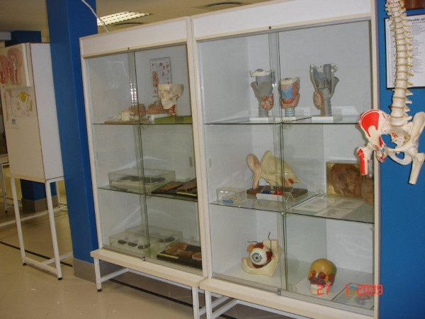 Anatomy Museum